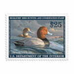 Redhead Duck Stamp 2022-2023 - Forever Stamp Store