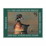 Jr Duck Wood Duck Stamp 2020-2021 - Forever Stamp Store