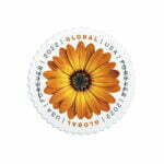 California Dogface Butterfly Stamp (Non-Machineable for Square ...